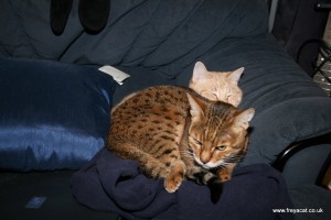 Funny blog about A Cat Called Freya and her brother, titchy Teego - Part 7